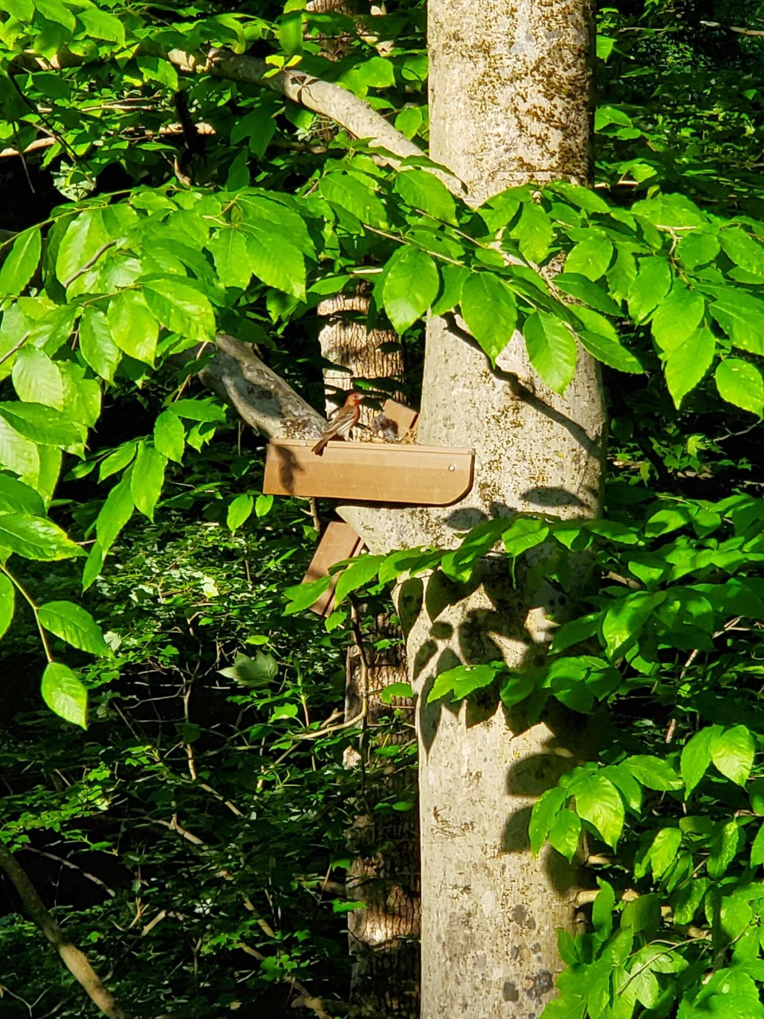 Bird Nest Relocation on New Home Construction - Wilson-Covington ...