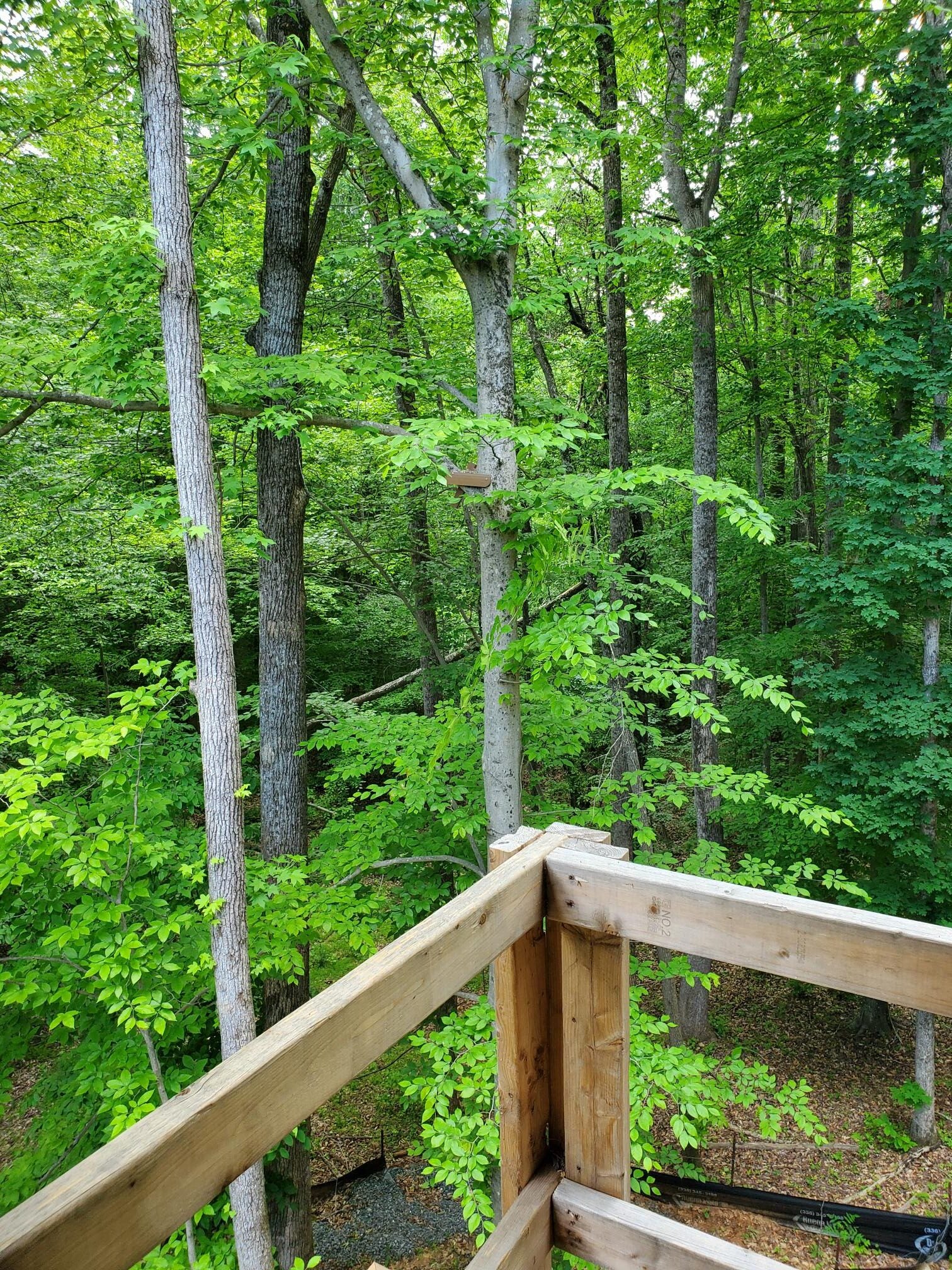 Bird Nest Relocation on New Home Construction - Wilson-Covington ...